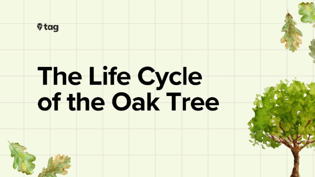 Tree Life Cycle Animated Story | Kids Coding